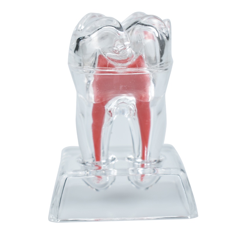 Transparent Dental Anatomical Model Single Tooth Decomposition Models ...