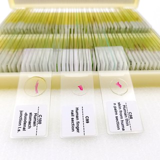 100pcs Human Animal Tissue Cell Histological Prepared Glass Slides ...