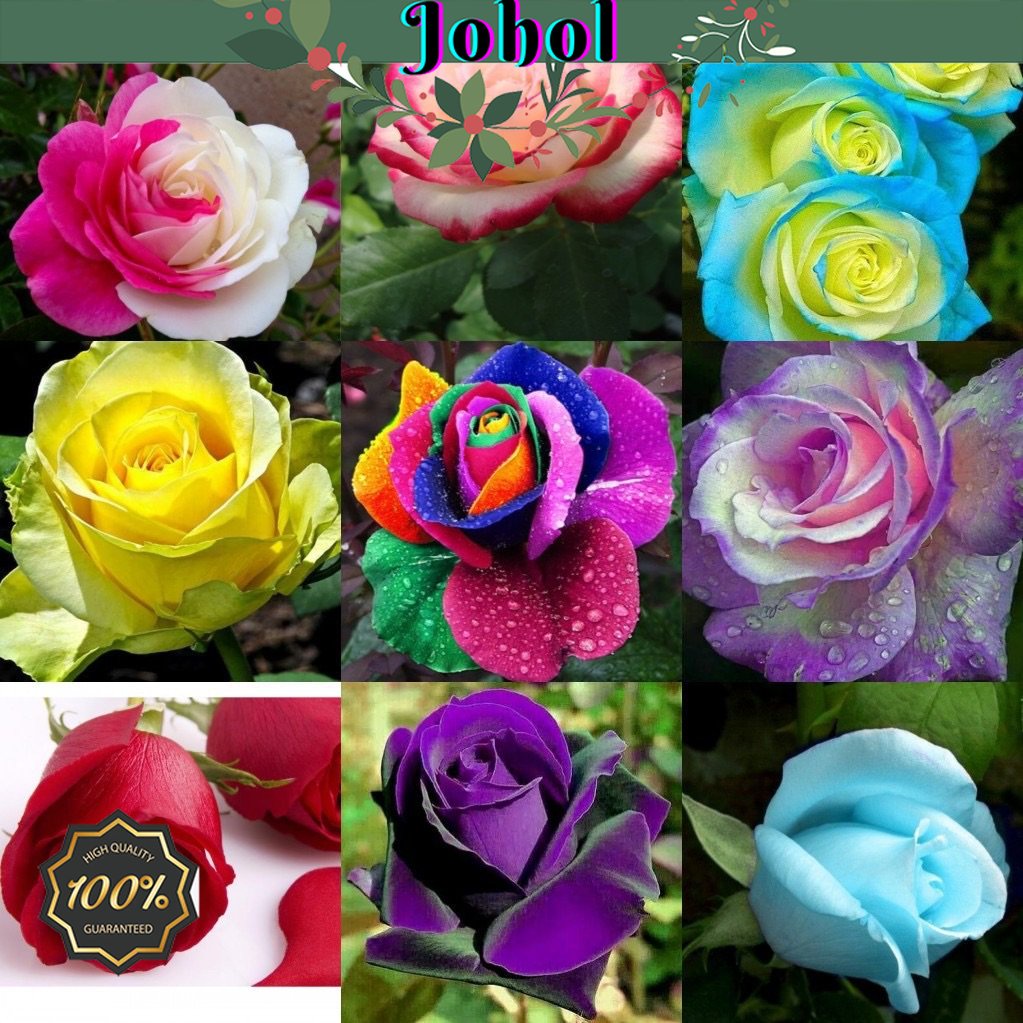 Rainbow Rose Holland Gorgeous Rare Flower Seeds Mixed Variety (10/100 ...