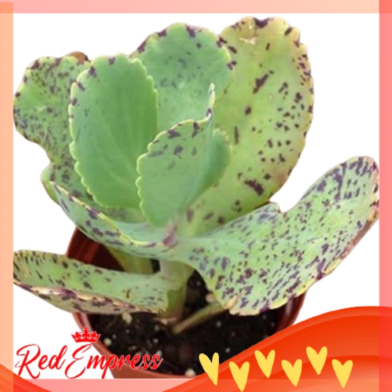 Kalanchoe Variety Leopard Live Succulent / Outdoor Garden/ Uprooted ...