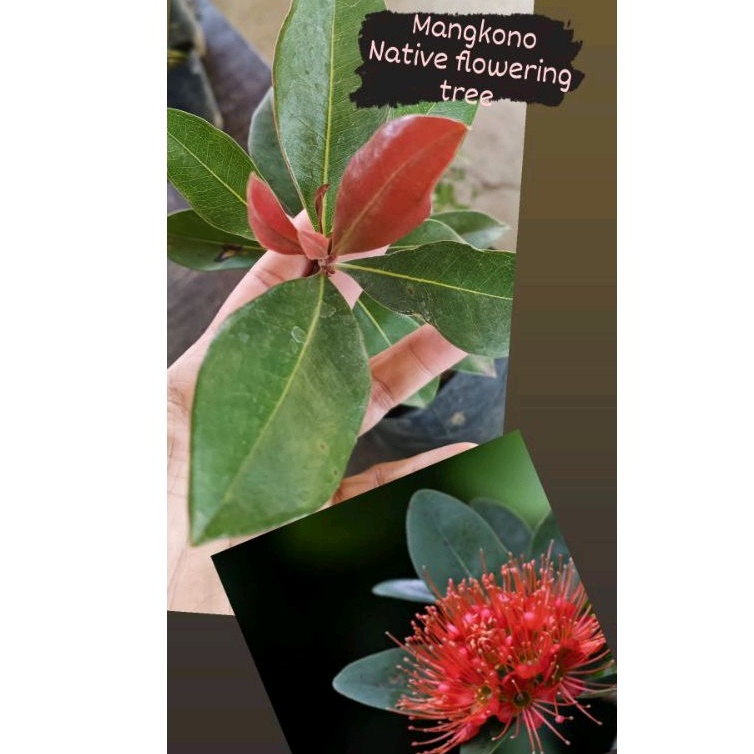 Mangkono or Philippine ironwood/ Xanthostemon verdugonianus seedlings ...