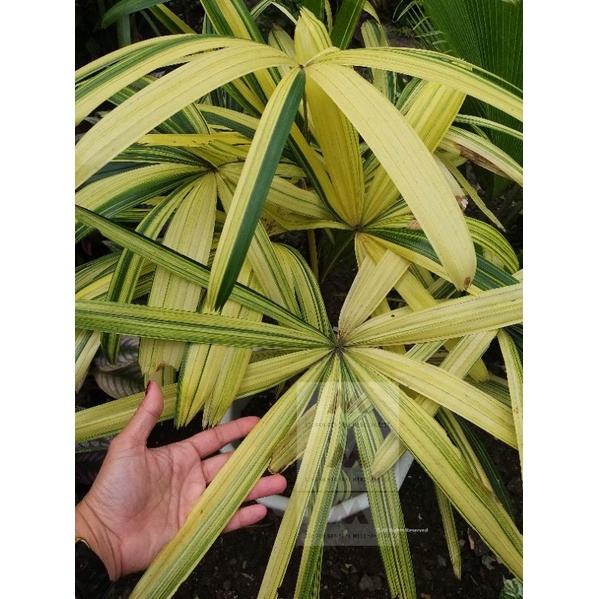 Rhapis Palm/Lady Palm/ Rhapis Excelsa Variegated Rare | Shopee Philippines
