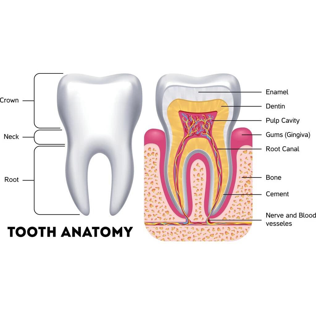 Human Teeth Anatomy Horizontal Face Educational Dental Chart Chart Cool ...