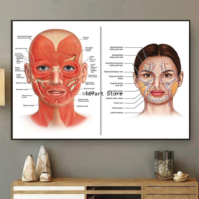 Face Anatomy Art Poster Facial Muscles and Veins Skin Beauty massage ...