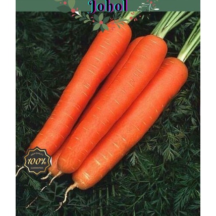 Dwarf Carrots Vegetable Seeds Carrot (50 Pcs) | Shopee Philippines