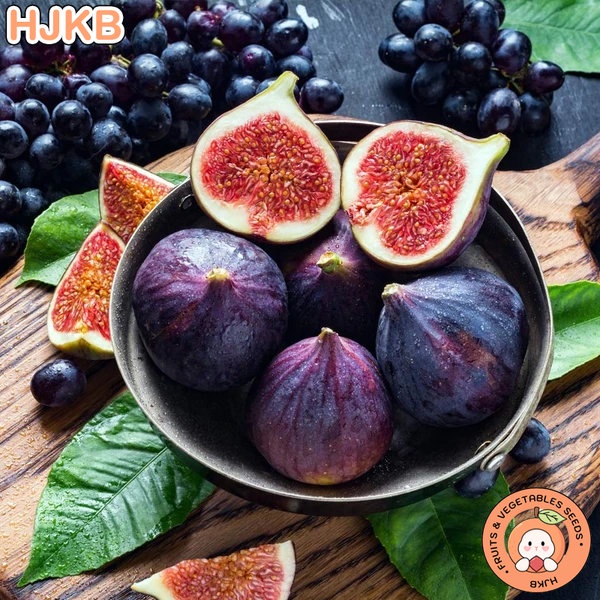 Black Mission Fig Seeds - Sweet Black Fig Seeds - Turkish Figs Seeds ...