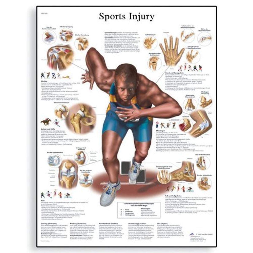 Vrl Glossy Laminated Paper Sports Injuries Anatomical Chart Poster Size ...