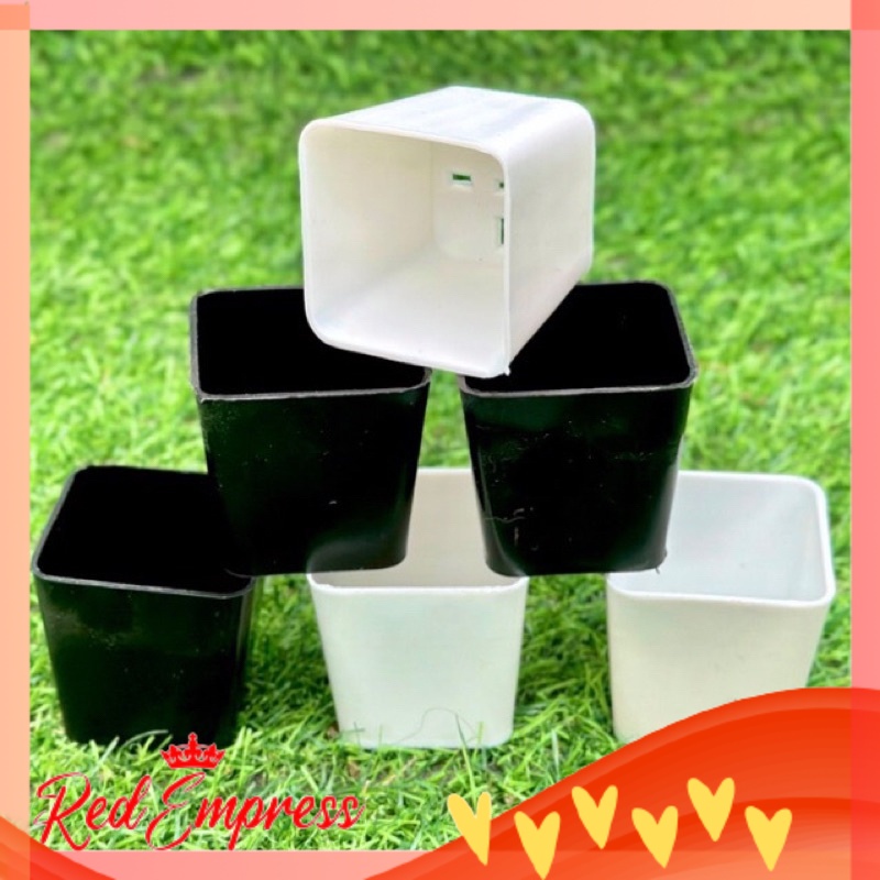 Seedling pot 2 x 2 inches Plastic Mini Square pot / Seedling pot ...