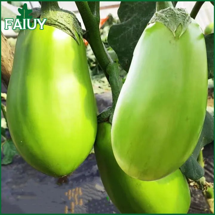 Oral Green Eggplant Seed Vegetable seeds 20PCS | Shopee Philippines