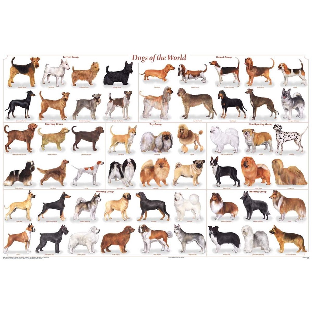 World Educational Animal Chart Poster Stacked Dog | Shopee Philippines
