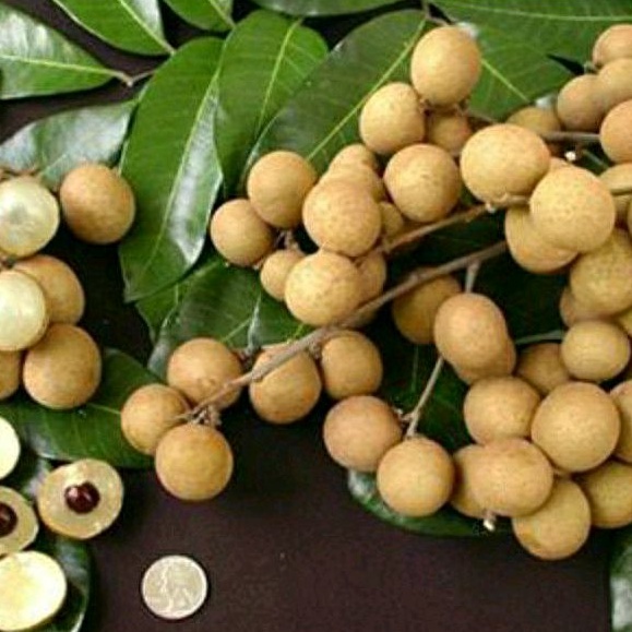 Grafted Lanzones Longkong/ Longgan fruit seedlings | Shopee Philippines