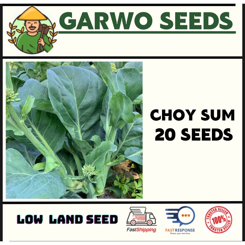 CHOY SUM / TSOI SUM / CHOI SUM SEEDS Vegetable Seeds [High Planting ...
