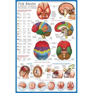 Laminated The Brain Anatomy Science Chart Print Poster X | Shopee ...