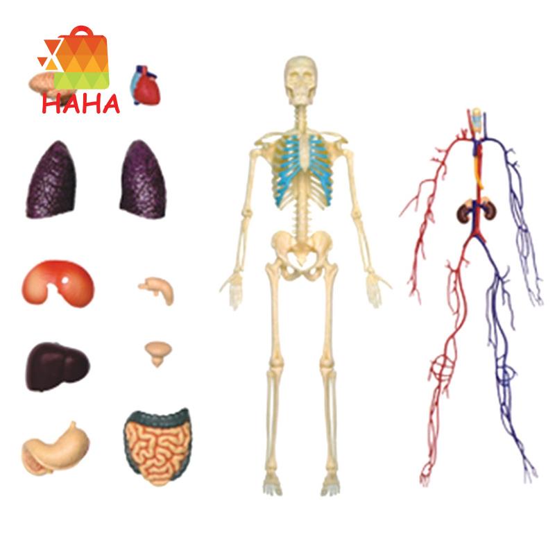 Medical-Torso Human Body Model Education Internal Organs Model for ...