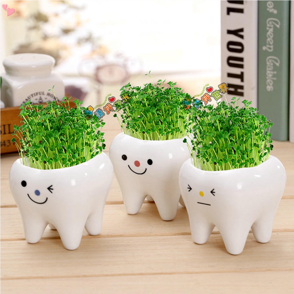 Modern Style Teeth Pots Ceramic Flower Pot, White Succulent Cactus ...