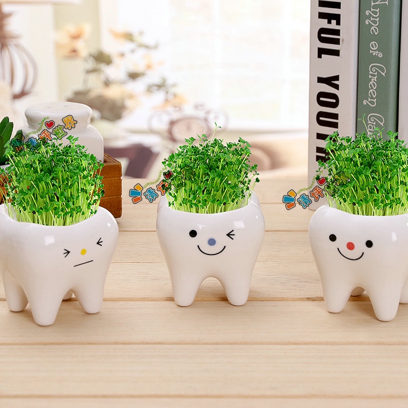 Modern Style Teeth Pots Ceramic Flower Pot, White Succulent Cactus ...