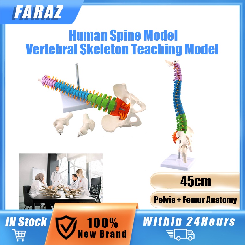 45cm Removable Human Spine Model Vertical Colorful Skeleton Anatomy ...