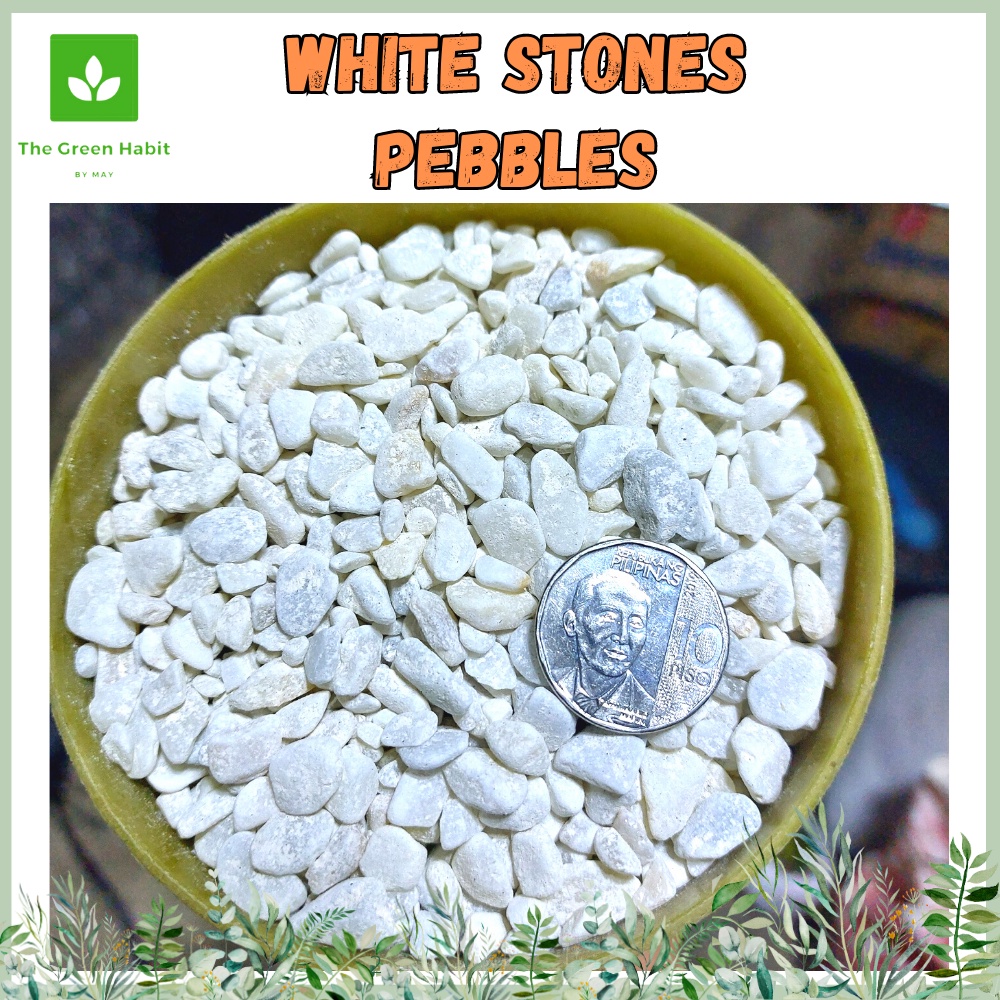 TGH | Luminous White Stone Pebbles for plants: Exquisite Cactus ...