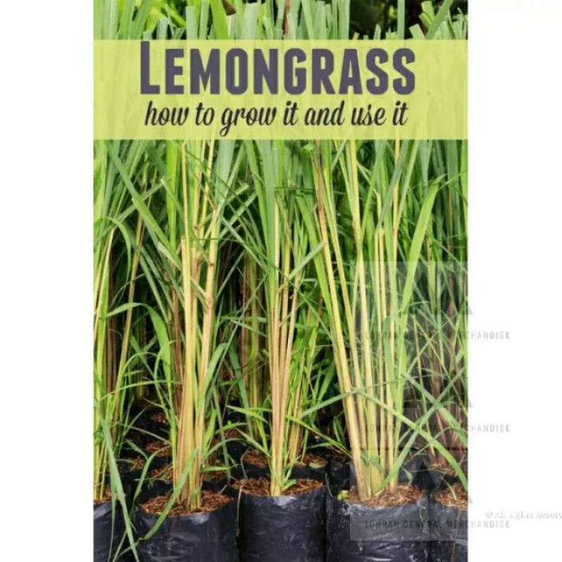 Lemongrass seedlings/Tanglad live plant | Shopee Philippines