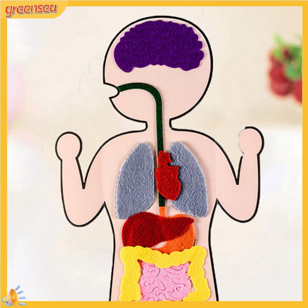 greensea| 1 Set Internal Body Organs Kit Educational Easy-assembled ...
