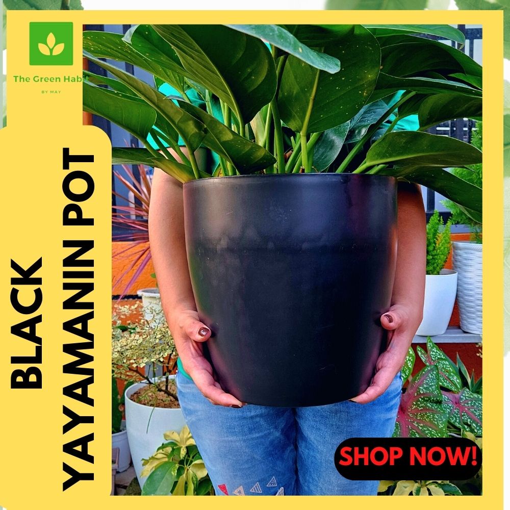TGH |Elegant Pearlwave Black Yayamanin flower pots for plants indoor ...