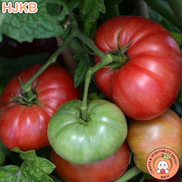 Native Kinalabasa Tomato Seeds - Native Tomato Seeds - Tagalog Kamatis ...