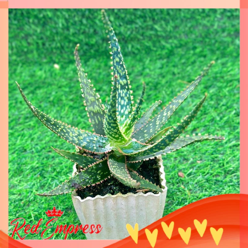 Hybrid Aloe Rare Aloe Uprooted / Gardening / Easy to care / Outdoor ...