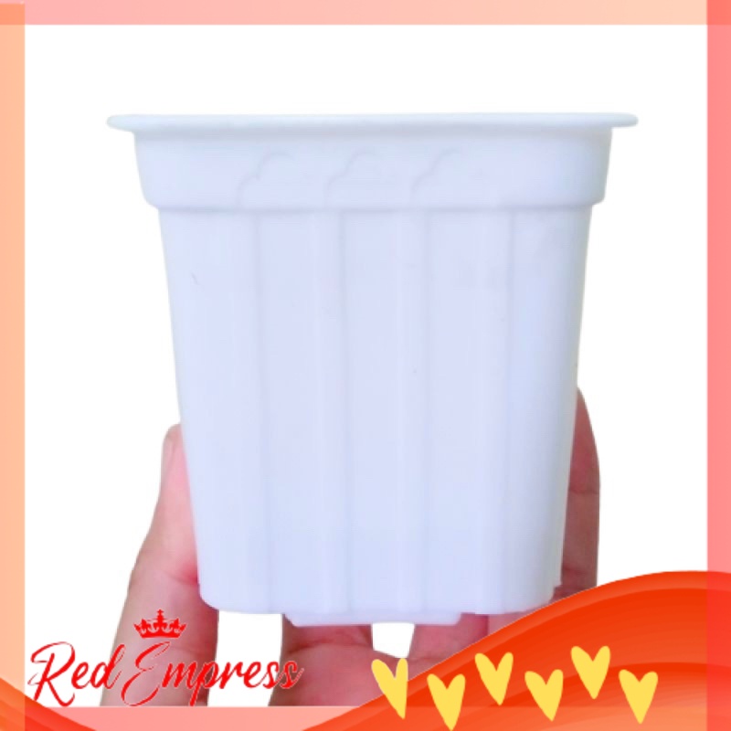 Plastic Square Plastic Pot (1 pc) White / Wavy Pot / For Small Plants ...