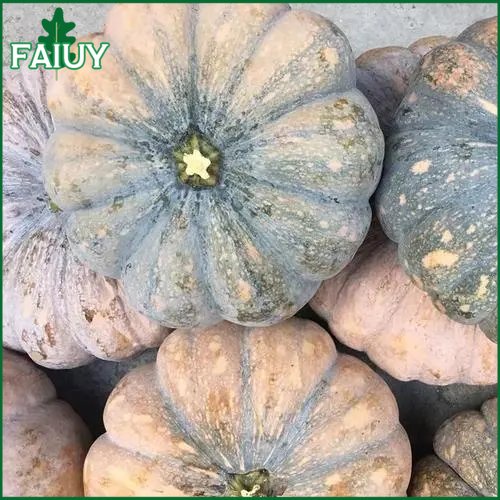 Golden Lagkitan Squash Seeds 5PCS Vegetable Seeds | Shopee Philippines
