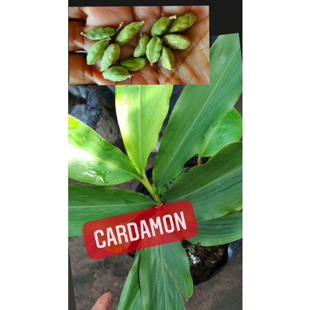 Cardamom/ Cardamon seedlings (Elettaria cardamomum) herbs and spices ...
