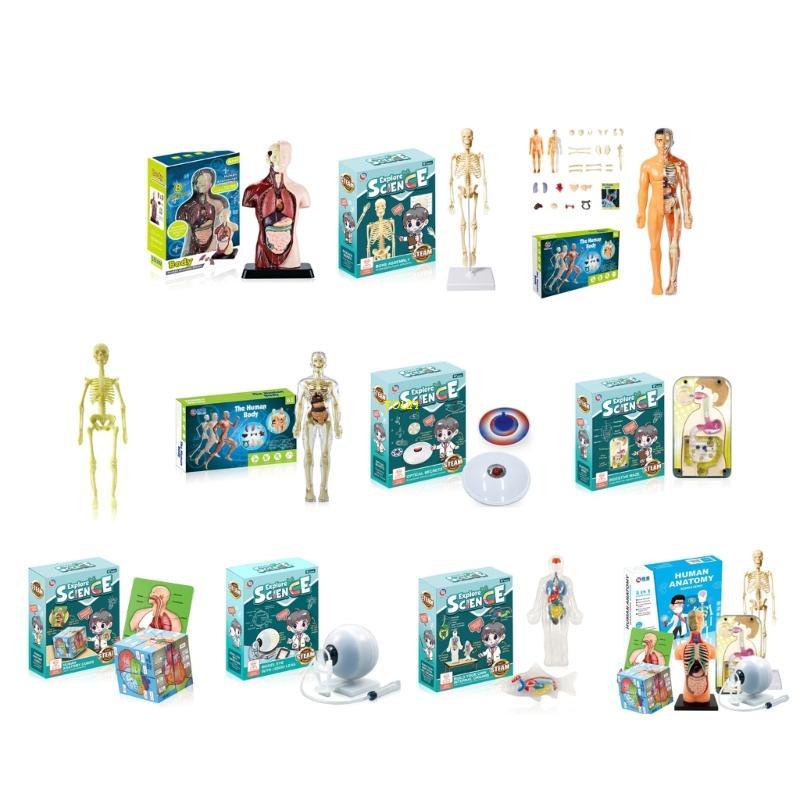 youn Human Torso Body Anatomy Skeleton Model with Removable Parts for ...