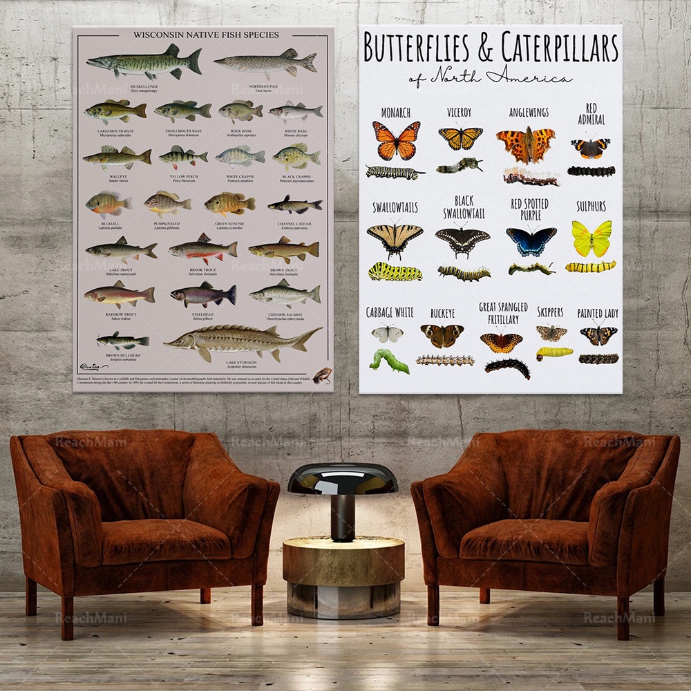North American butterfly and caterpillar knowledge, butterfly ...