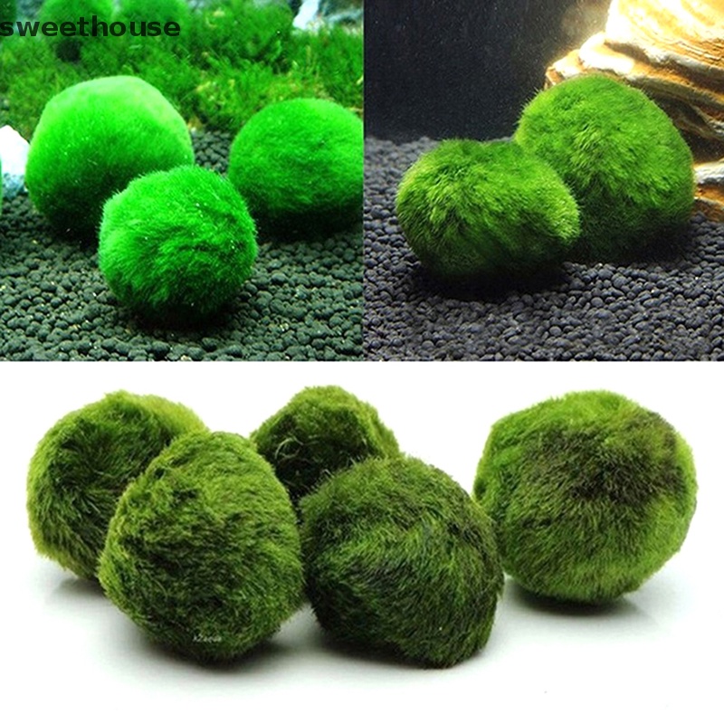 Sweethouse 2-3cm Marimo Moss Balls Live Aquarium Plant Algae Fish ...
