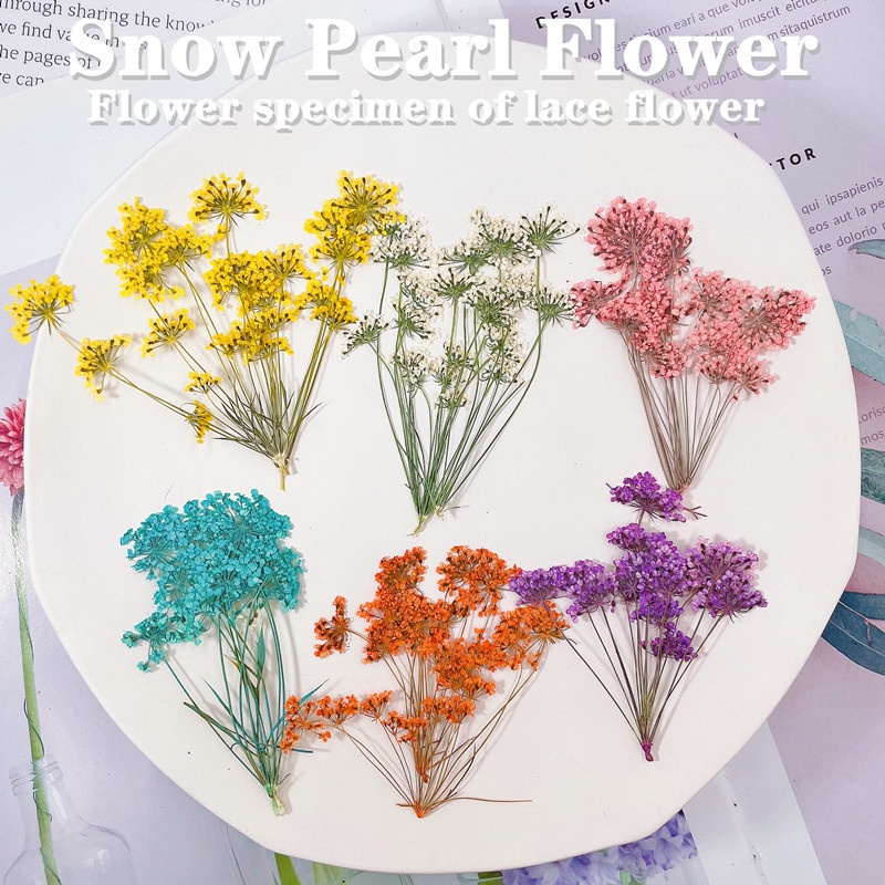 Fancyartsy 6pc Edelweiss Dried Pressed flower Epoxy DIY pressed flower ...