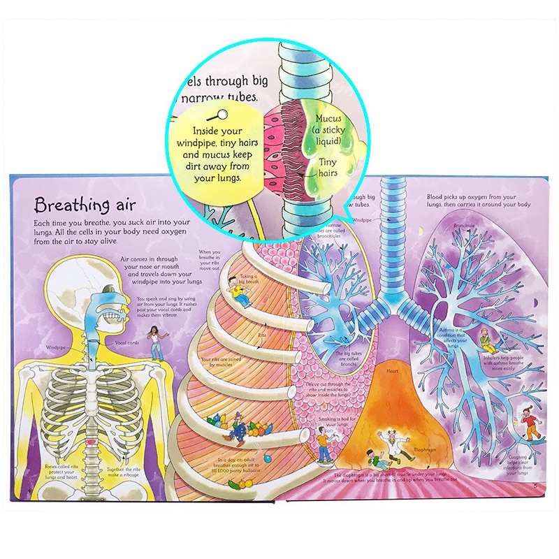 Usborne See Inside Your Body 3D Flap Picture Books for Kids Children ...