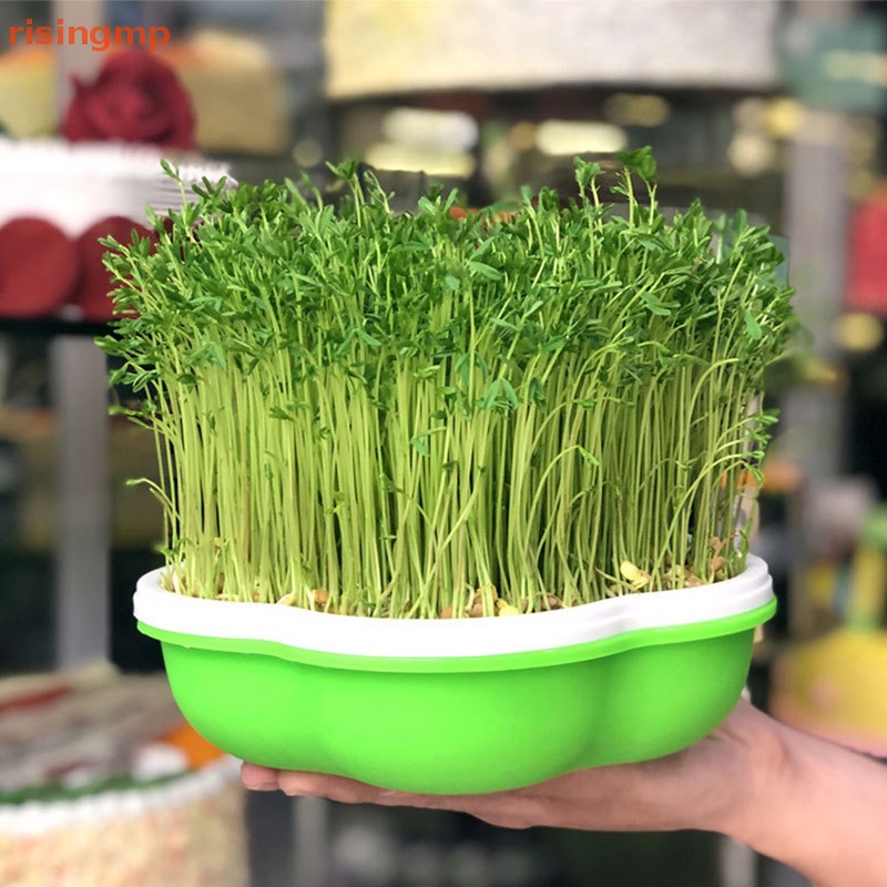 [risingmp] Garden Peanut Sprout Box Bean Pea Wheat Seedling Sprouter ...