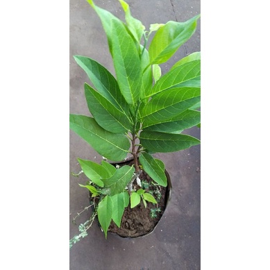 Atis Seedless Dwarf Hybrid Grafted Fruit tree Var | Shopee Philippines