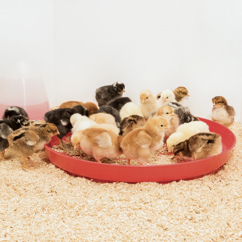 30/40Cm Chicken Plate Round Chicken Feeder Farm Chicken Feed Plate For ...