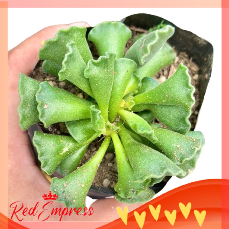 Frog Toes Korean Live Succulent / Uprooted / Uncommon Rare / Regular ...