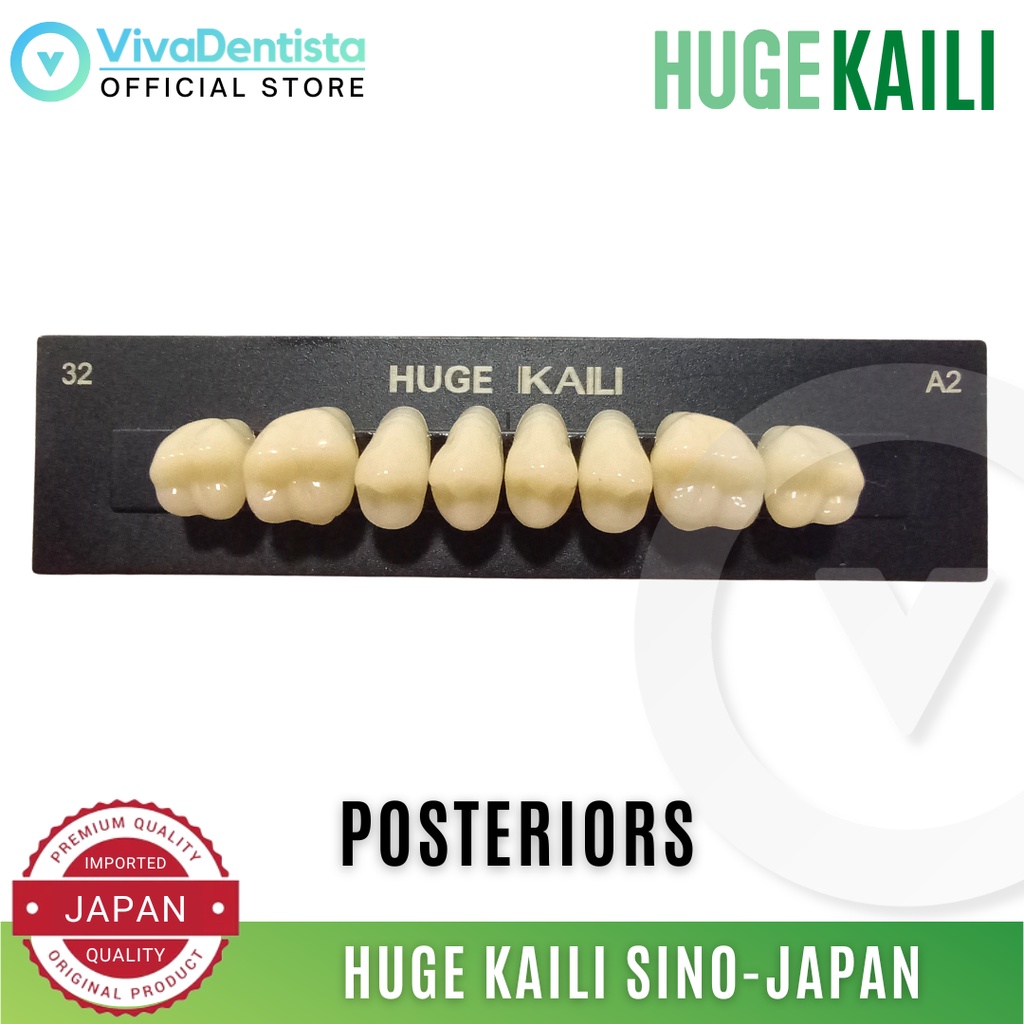 Huge Kaili Upper Posterior (Synthetic Polymer Teeth / Artificial Teeth ...