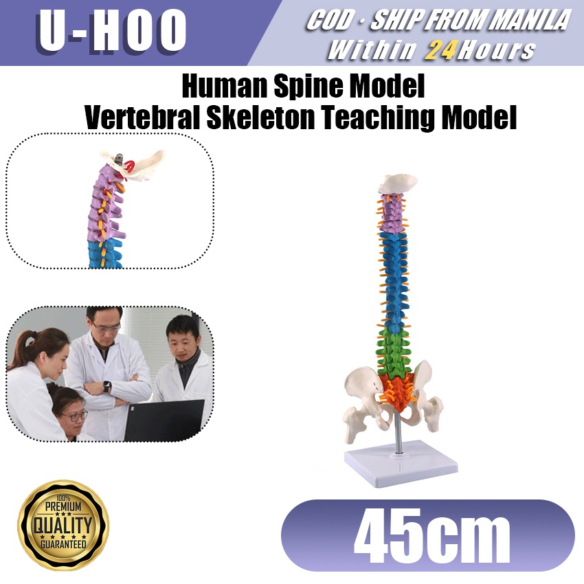 45CM Colorful Spine Model Skeleton Anatomy model with Pelvis for School ...