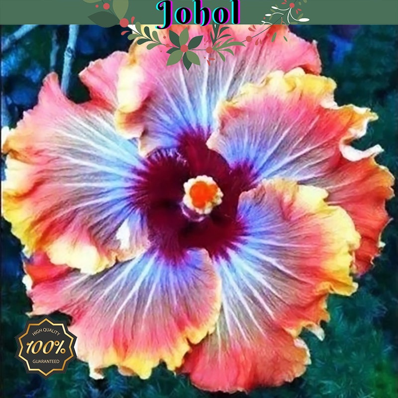 Gumamela Mixed Flower Seeds Home Garden Hibiscus Seeds Flower Seeds ...