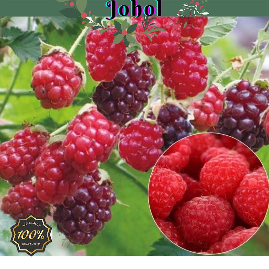 50PCS Raspberry Fruits Seeds Berries Outdoor Fruit Tropical | Shopee ...