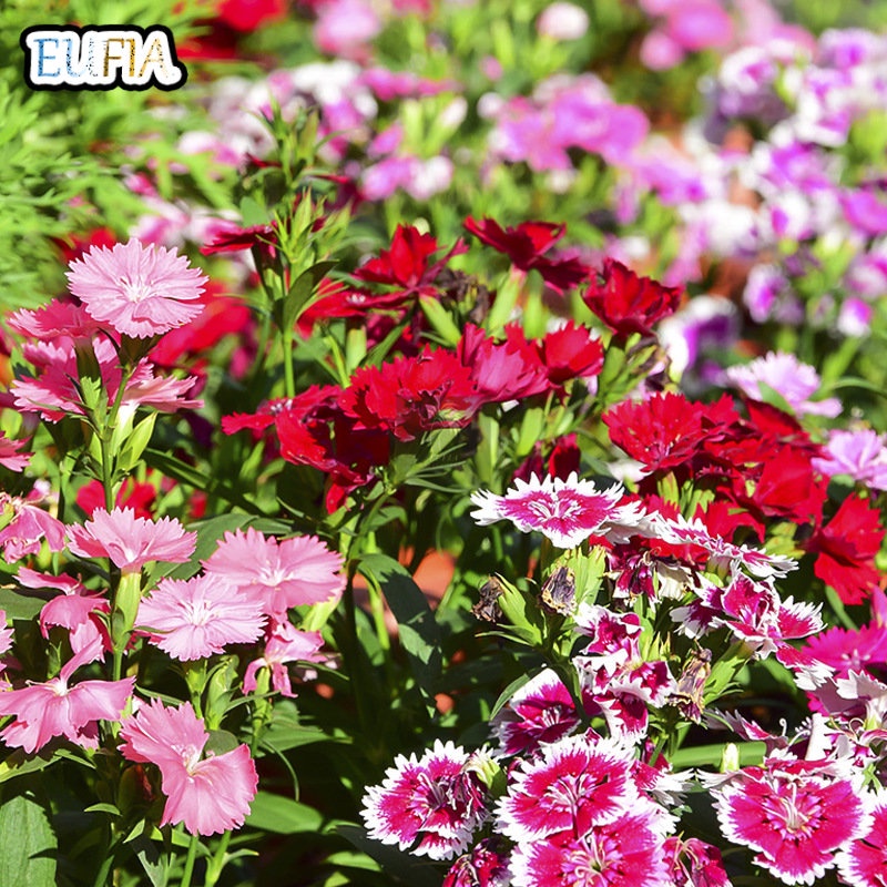 20PCS/PACK Mixed Dianthus Seeds Sweet Carnation Giant Mix Flower Seed ...
