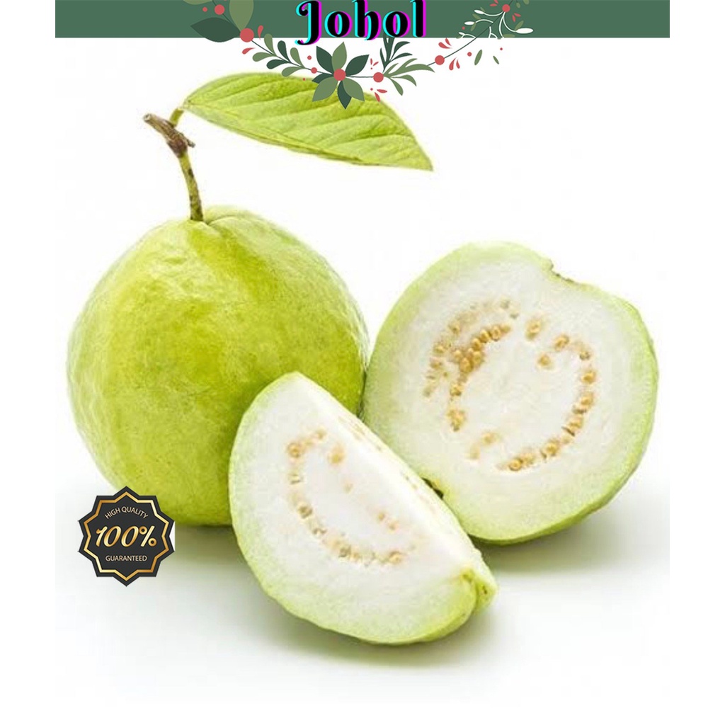 Guava Fruit Seeds Organic Vegetable Fruit Seeds | Shopee Philippines