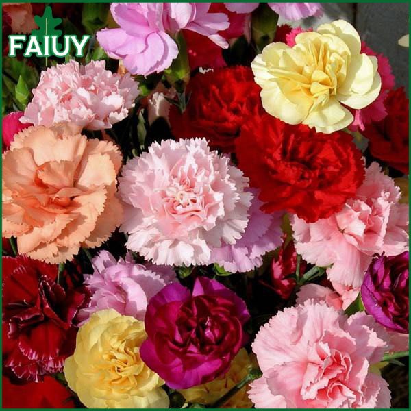 Carnation Fragrance | Flower seeds 20PCS | Shopee Philippines