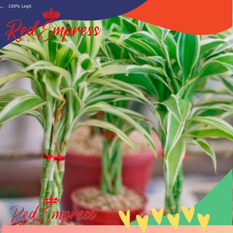 Braided Lucky Bamboo 5 stalks Indoor and outdoor Gardening / Wealth and ...