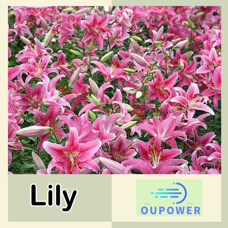 20PCS Pink Rare Lily Bulbs Flower Seeds Planting Lilium Perfume Home ...