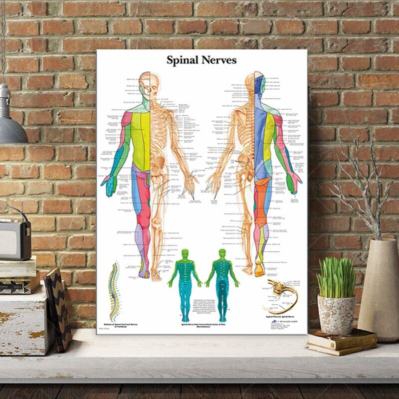 Modular Canvas Spinal Nerves HD Prints Pictures Wall Art Anatomy ...