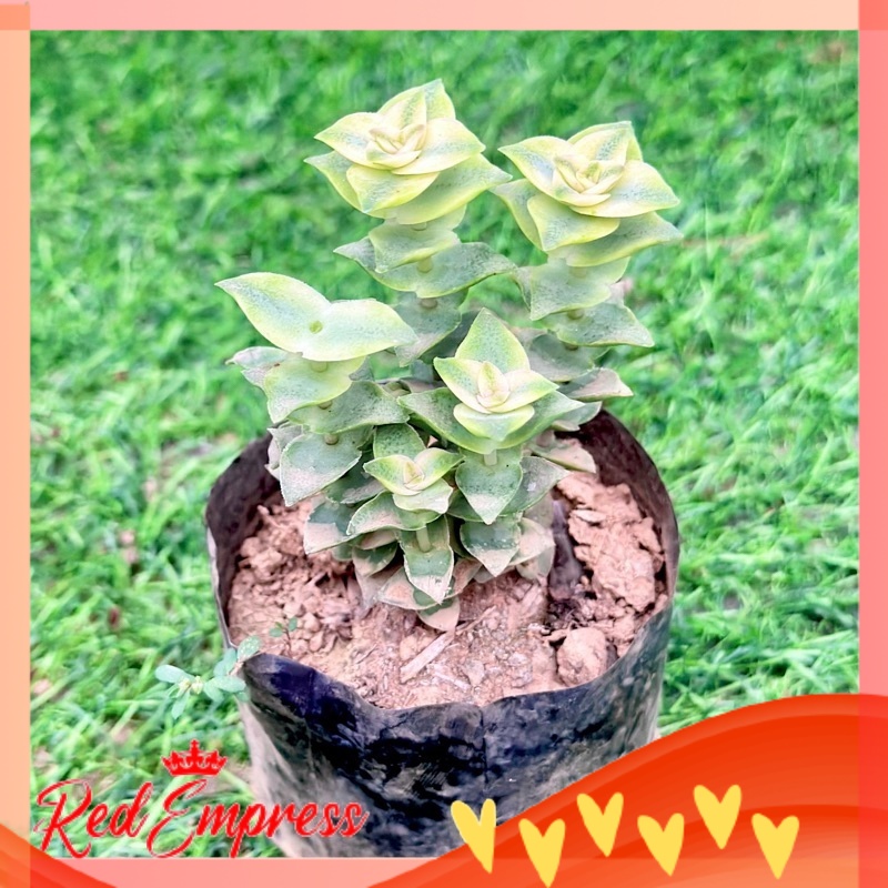 Vareigated String of Buttons Live Crassula / Uprooted / Regular size ...